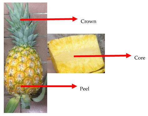 Pineapple Flower Diagram