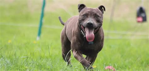 A Complete Guide For Pitbull Muscle Building And Training
