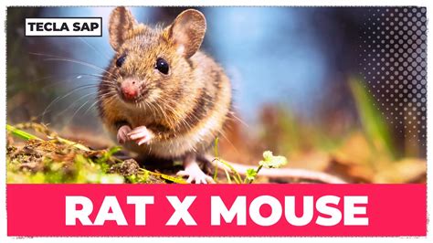 Rat X Mouse Exemplos Práticos Para Não Errar Mais