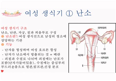 여성생식기 여성생식기구조 월경주기 에스트로겐 프로게스테론 수정과임신 분만 유즙분비 분만후월경주기 의약학