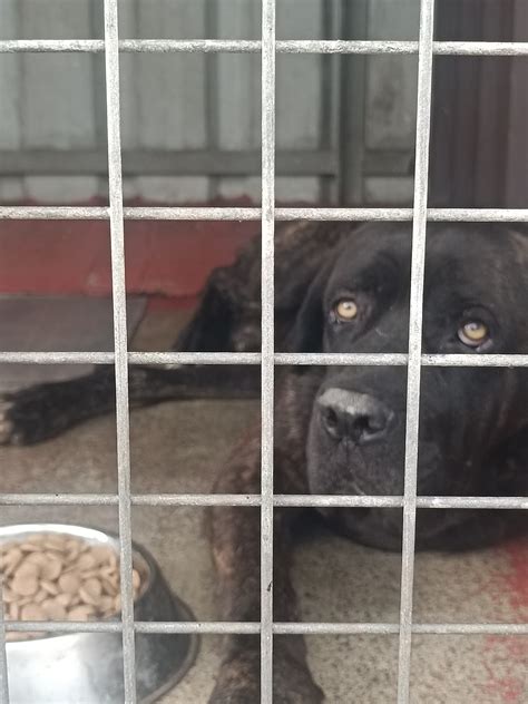 ჩუქდება სასწრაფოდ საქართველოს ცხოველთა დაცვის ფედერაცია Facebook