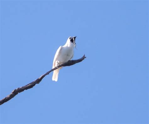 Which Bird Has The Loudest Mating Call With Picture