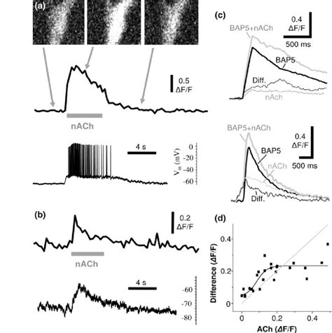 Action Potential Backpropagation Is Enhanced During Nachr Activation A Download Scientific