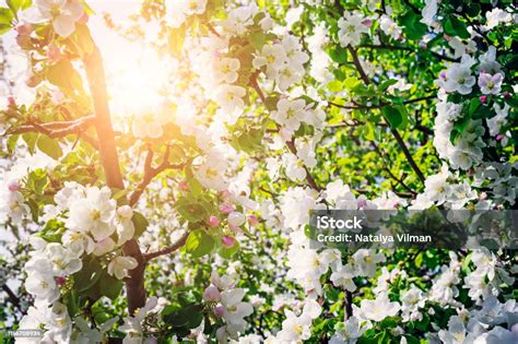 봄에 피는 사과의 가지 아름다운 자연 배경입니다 밝은 태양 광선 0명에 대한 스톡 사진 및 기타 이미지 0명 개화기 계절 Istock