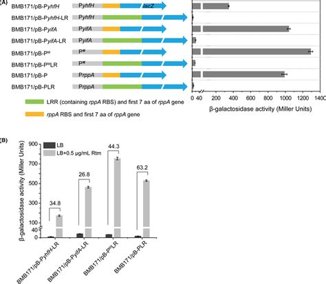 Basal Expression Of Lrr Driven By Different Promoters A The Leaky