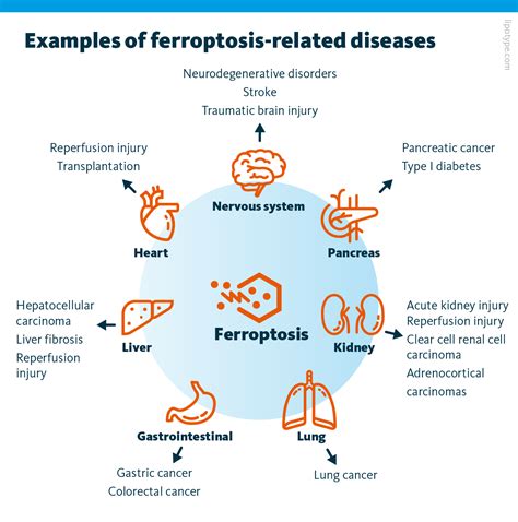 Lipids Promote Ferroptosis In Cancer Cells Lipotype GmbH