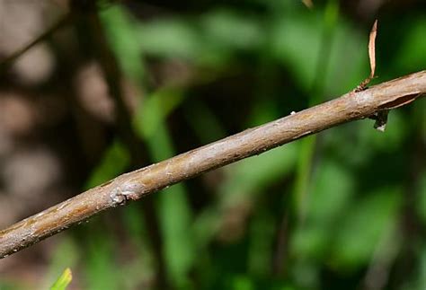 Hypericum Lobocarpum Page