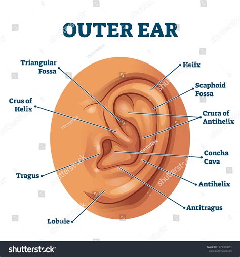 Triangular Fossa Teeth