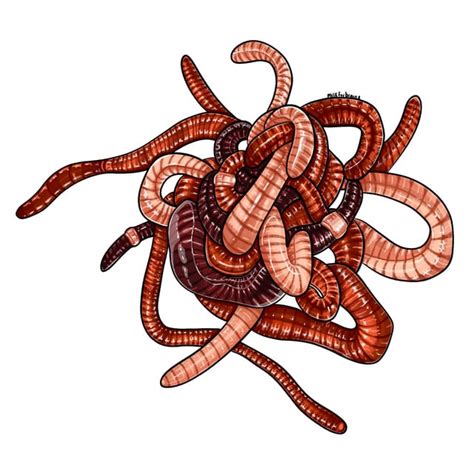 Worms 🪱🪱 Rprocreate