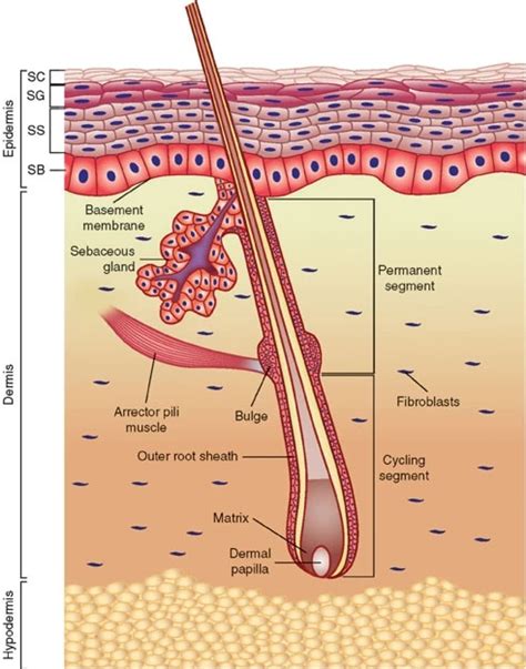 Hypodermis Diagram Labeled