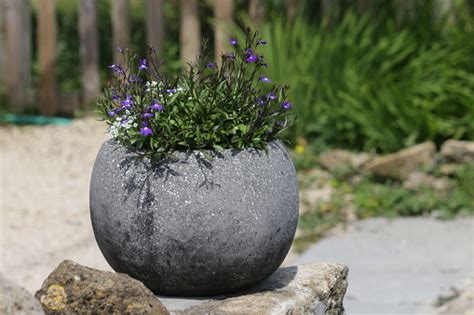 회색 둥근 공 모양의 돌 화강암 화분 원형 구형의 이미지 꽃 후행 블루 로벨리아 꽃과 흰색 Alyssum 꽃 흐린 여름 원예 녹색 배경 지구 식물 냄비 심은 연간 침구 식물