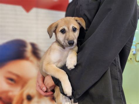 믹스견 레이 푸숑특징 고양이특징 랙돌특징 러시안블루특징 먼치킨특징 브리티쉬숏헤어특징 노르웨이숲특징 데본렉스특징 뱅갈특징 샴특징 셀커크렉스특징 스코티쉬폴드특징 스핑크스특징