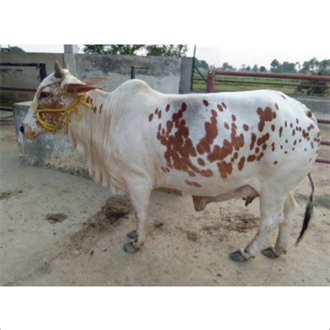 Rathi Cow Suppliers And Dealers High Milk Yield And Disease Resistant Breed