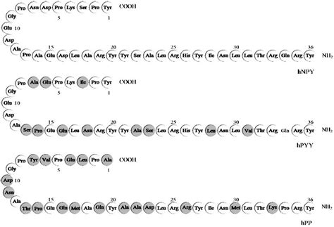 Schematic Structure Of The Amino Acid Sequence Of Human Npy Pyy And