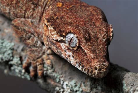 How To Care For Your Gargoyle Gecko Allans Pet Center
