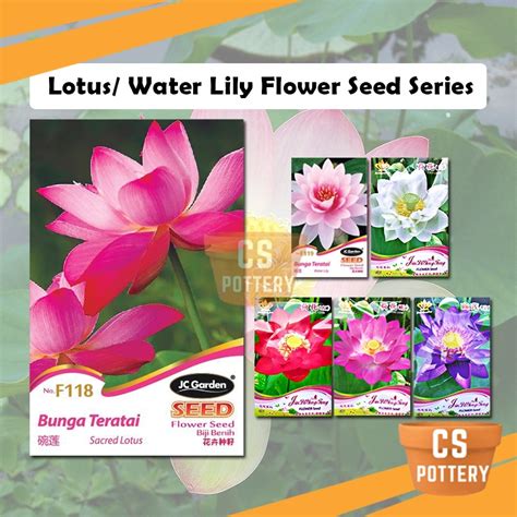Expired Biji Benih Lotus Waterlily Flower Species Seed Series Bunga Teratai Aquatic Plant