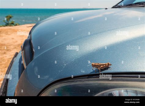 Grasshopper In Car At Edward Gratwick Blog
