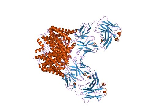 Kappa Free Light Chains Antibody Molecular Depot