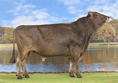 Simbaboy Cross Breeding