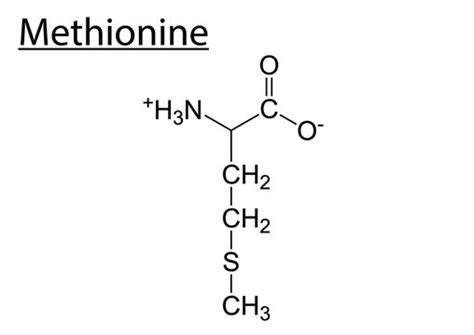 Methionine Bilder Stock Fotos And Videos Adobe Stock