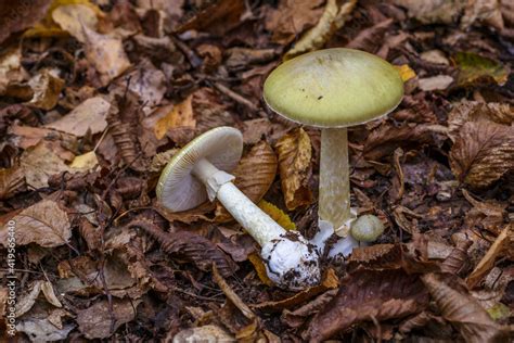 Amanita Phalloides Poisonous Mushroom Commonly Known As The Death Cap