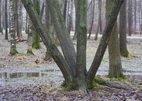 Four Tree Trunks Grow From The Same Roots Stock Image Image Of Snowless Forest 358128199