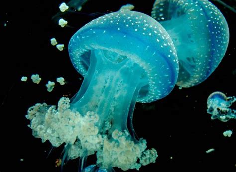 Underwater Pictures And Photos