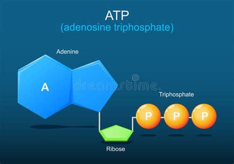 Atp Molecule Molecular Chemical Formula And Model Of Adenosine