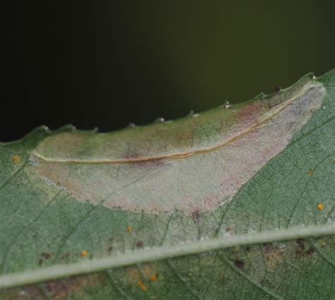 Phyllonorycter Pastorella Naturespot