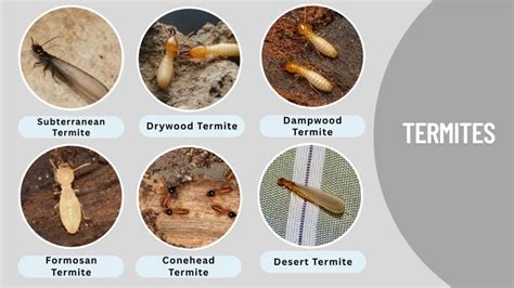 40 Common Types Of Insects Species Identification And Picture