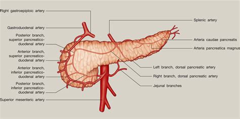 Anatomy Of The Pancreas And Spleen Surgery Oxford International Edition