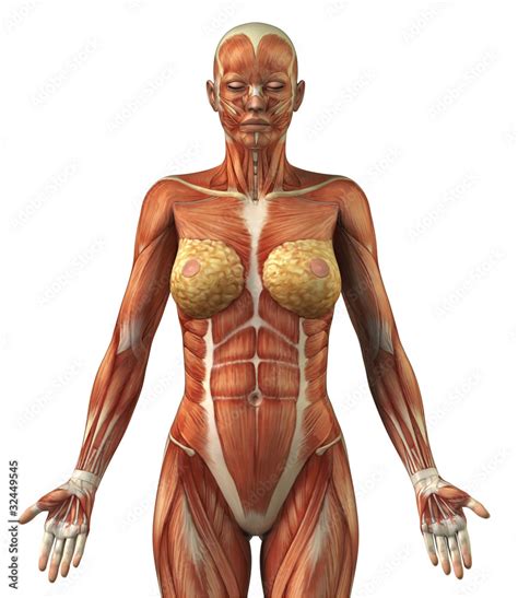 Anatomy Of Female Frontal Muscular System Stock Illustration Adobe Stock