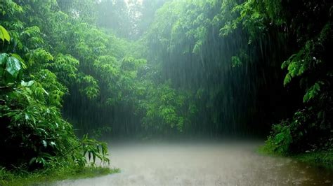 Duerme En 3 Minutos Con Esta Suave Lluvia En El Bosque Sleep In 3 Min
