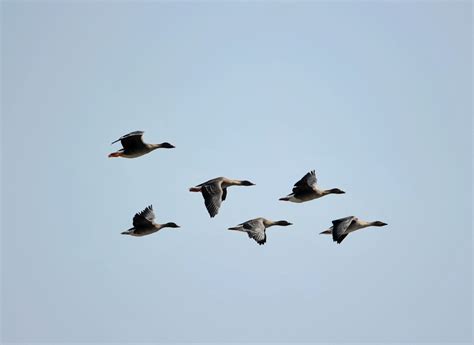 粒子群优化算法pso能够迭代获得最优解的算法有哪些 粒子群算法 神经网络 Csdn博客