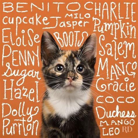 Cute Names For Chubby Cats