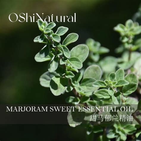 基底油厂家 浸泡油价格 天然护肤品原料批发 欧植生物科技深圳有限公司