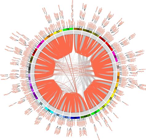 Distribution Duplication And Synteny Analysis Of Ap2erf Genes In