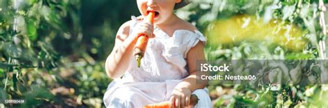 작은 소년 농부 아이 토마토 식물의 라인에 앉아 흰색 캐주얼 바지 정장과 회색 모자를 입고 당근을 먹고 수확 시간 가을에 대한 스톡 사진 및 기타 이미지 Istock