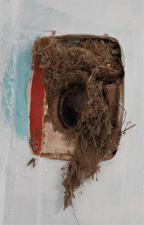Can Anyone Identify What Species Of Bird This Nest In An Extractor Fan Might Belong To R Ukbirds