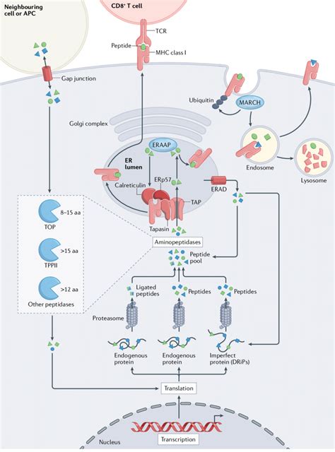 Endogenous Antigen Mhc 1 At Julia Belcher Blog