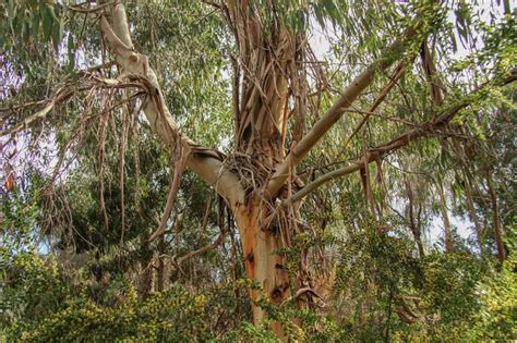Eucalyptus Viminalis Ssp Pryoriana Coast Manna Gum Westgate Biodiversity Bili Nursery