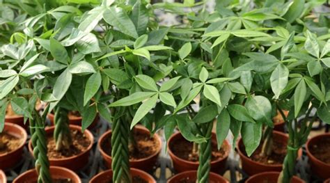 Beautiful Trees You Can Grow Indoors In Pots And Containers