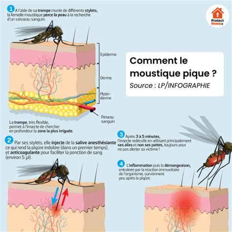 Piqûre De Moustique Traitement Et Conseils Protecthome