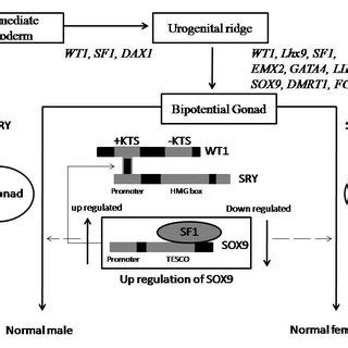 Mechanism Of Sry Regulation And Involvement Of Other Genes In Sex Download Scientific Diagram