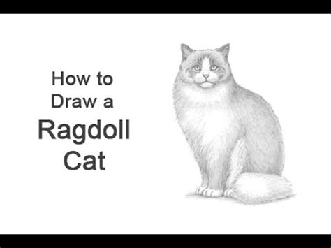 How To Draw A Ragdoll Cat Youtube