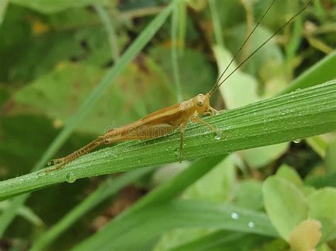 The Art Of Camouflage Grasshoppers Resting On Leaves Stock Image