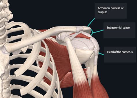 Subacromial Impingement Function101 Chiro Physio