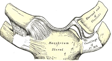 Saddle Joint