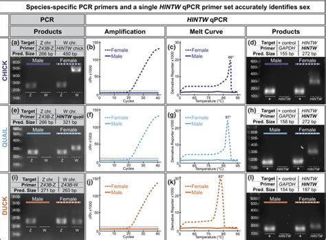 A Novel Qpcr‐based Technique For Identifying Avian Sex An Illustration
