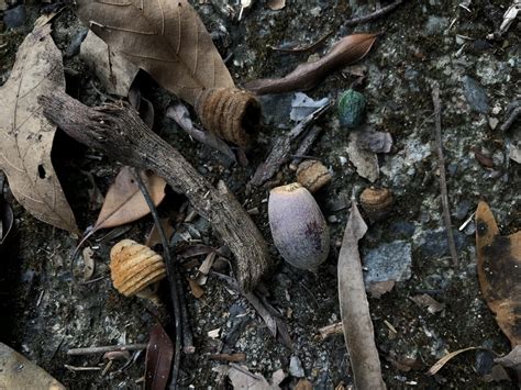 Quercus Pachyloma From 臺灣島 魚池鄉 Nan Tw On November 7 2023 At 11 01 Am By James Hua · Inaturalist